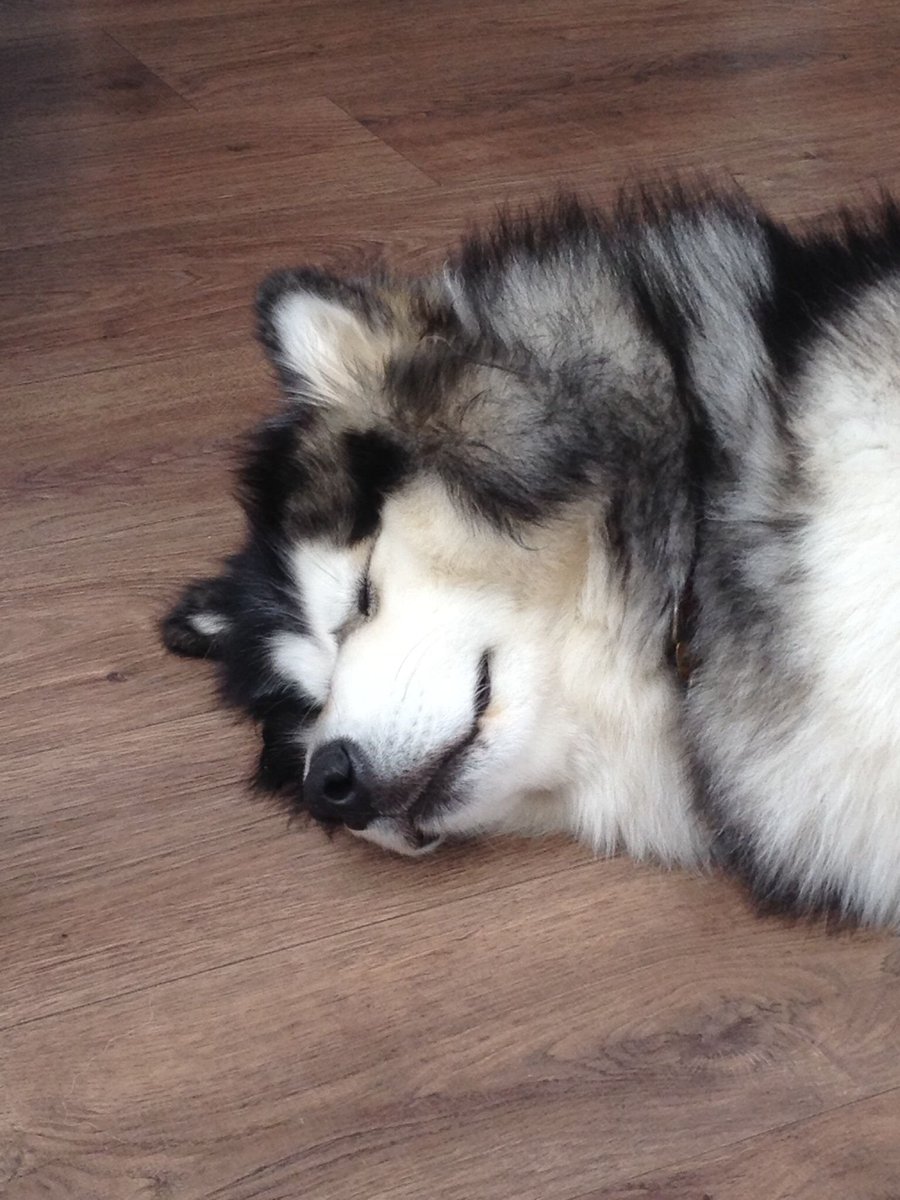 Noir! | 1312 on Twitter: "Just saying FA: https://furaffinity.net/user/noirbutt/ Itaku: https ...