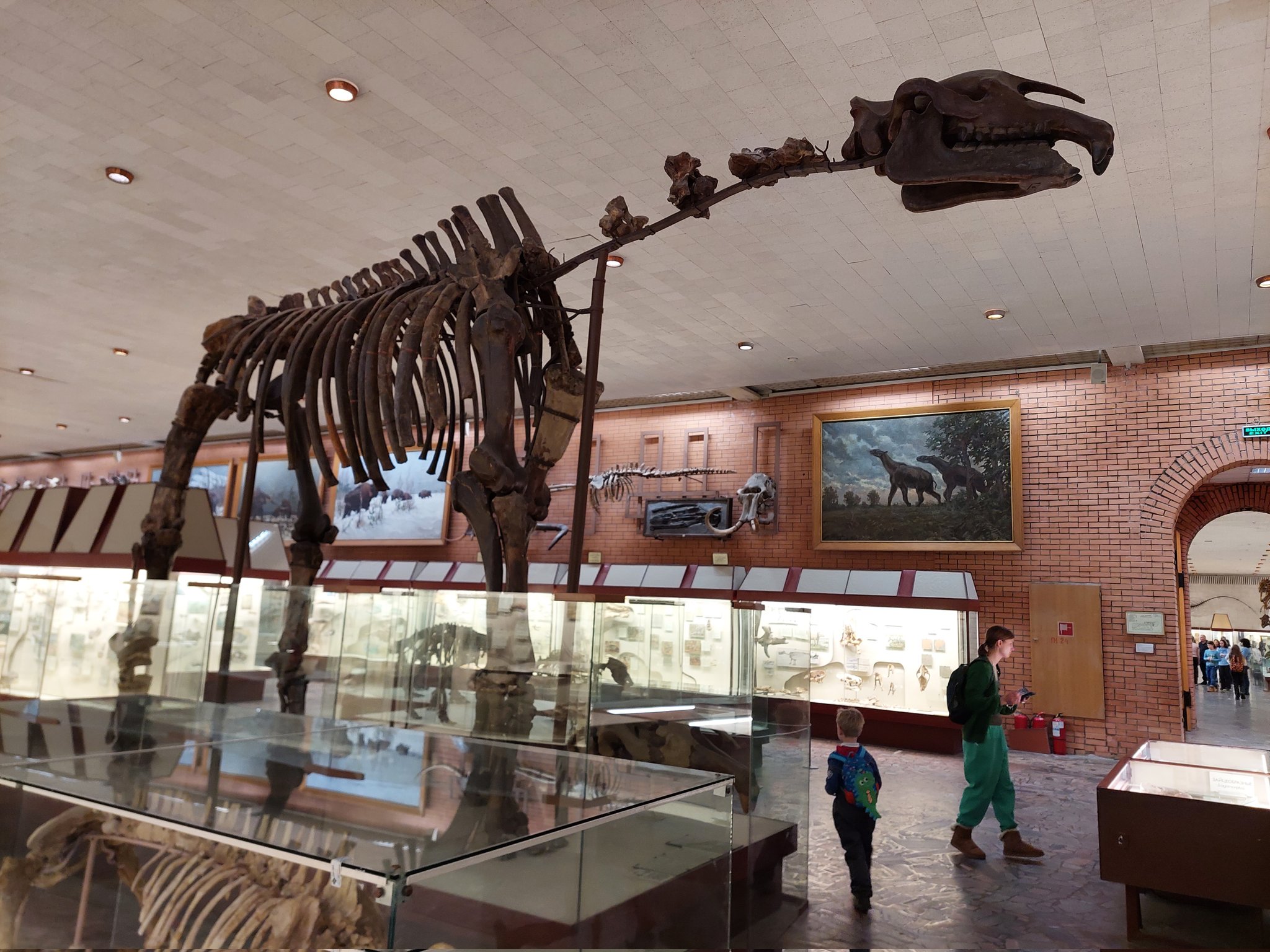 Paraceratherium Skeleton