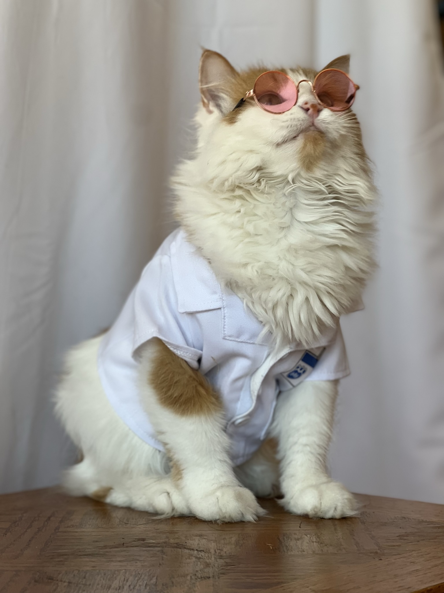 Cats Wearing Lab Coats