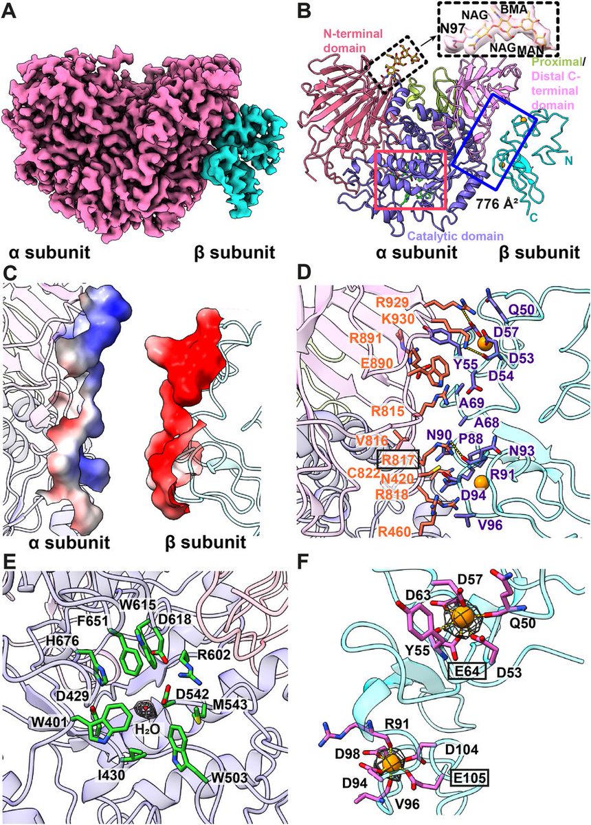 LifeScienceAlliance on Twitter: "Using cryo-EM to simultaneously identify and solve structures ...