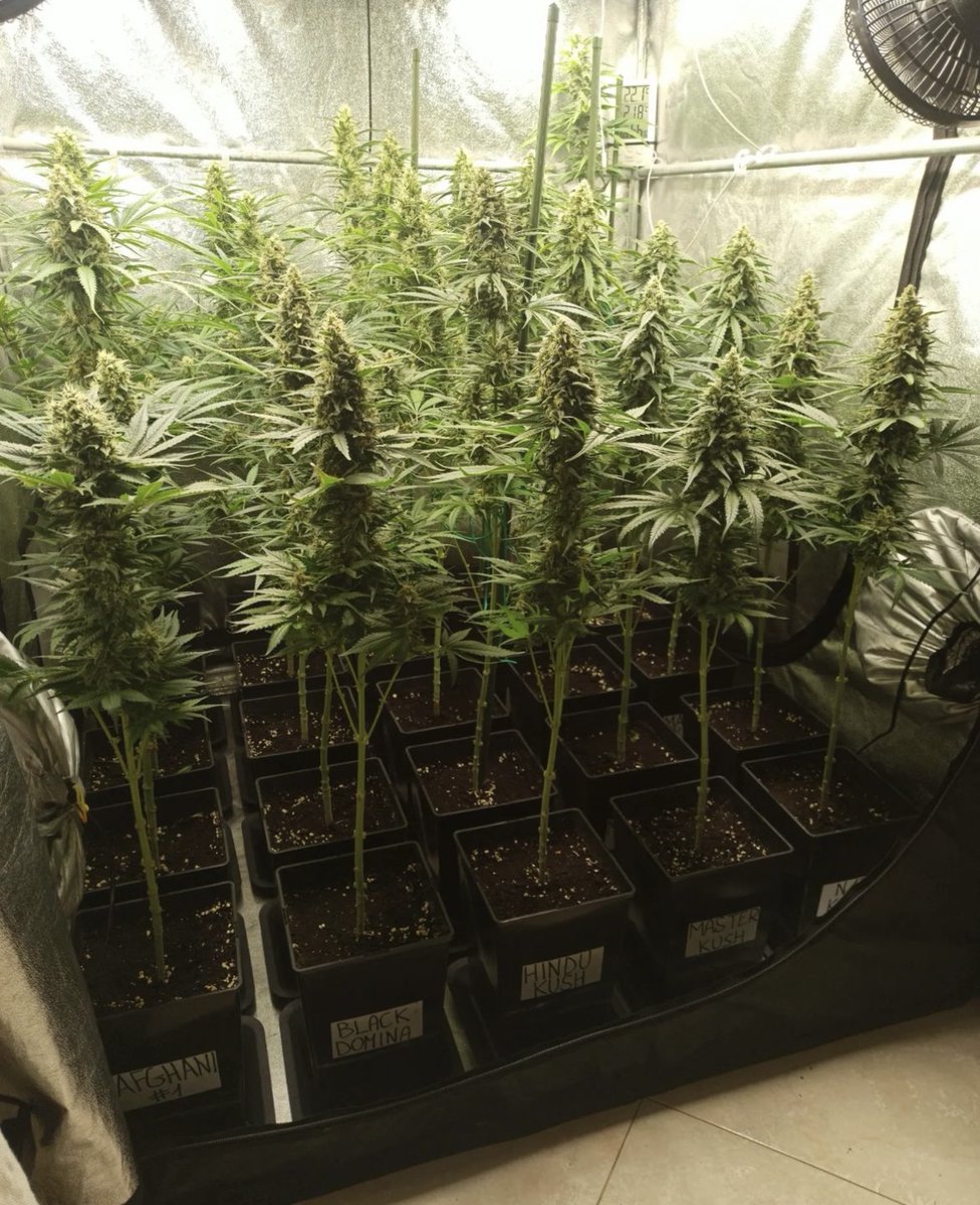 SensiSeeds on Twitter: "Paulifiregardens killing it with the setup. From left to right: Afghani ...