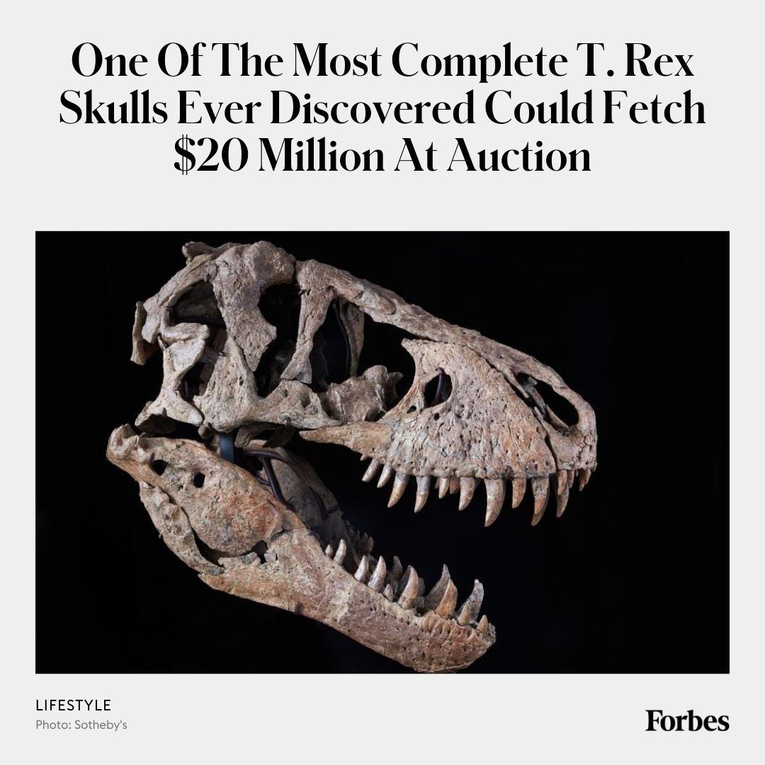 A massive tyrannosaurus skull—one of the best and most complete ever ...