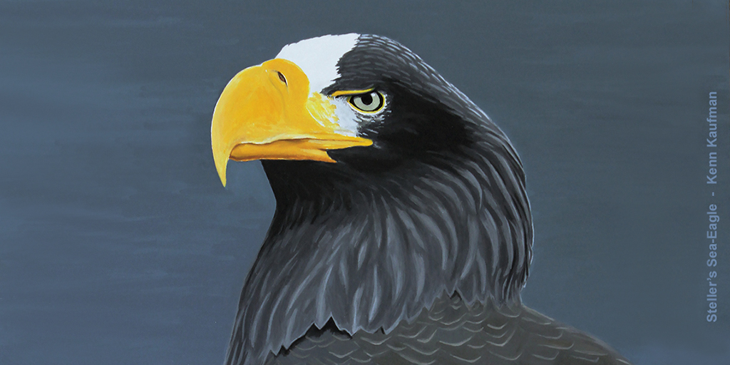 Kenn Kaufman on Twitter: "Rare bird news: A huge Steller's Sea Eagle, native to e. Asia, has ...