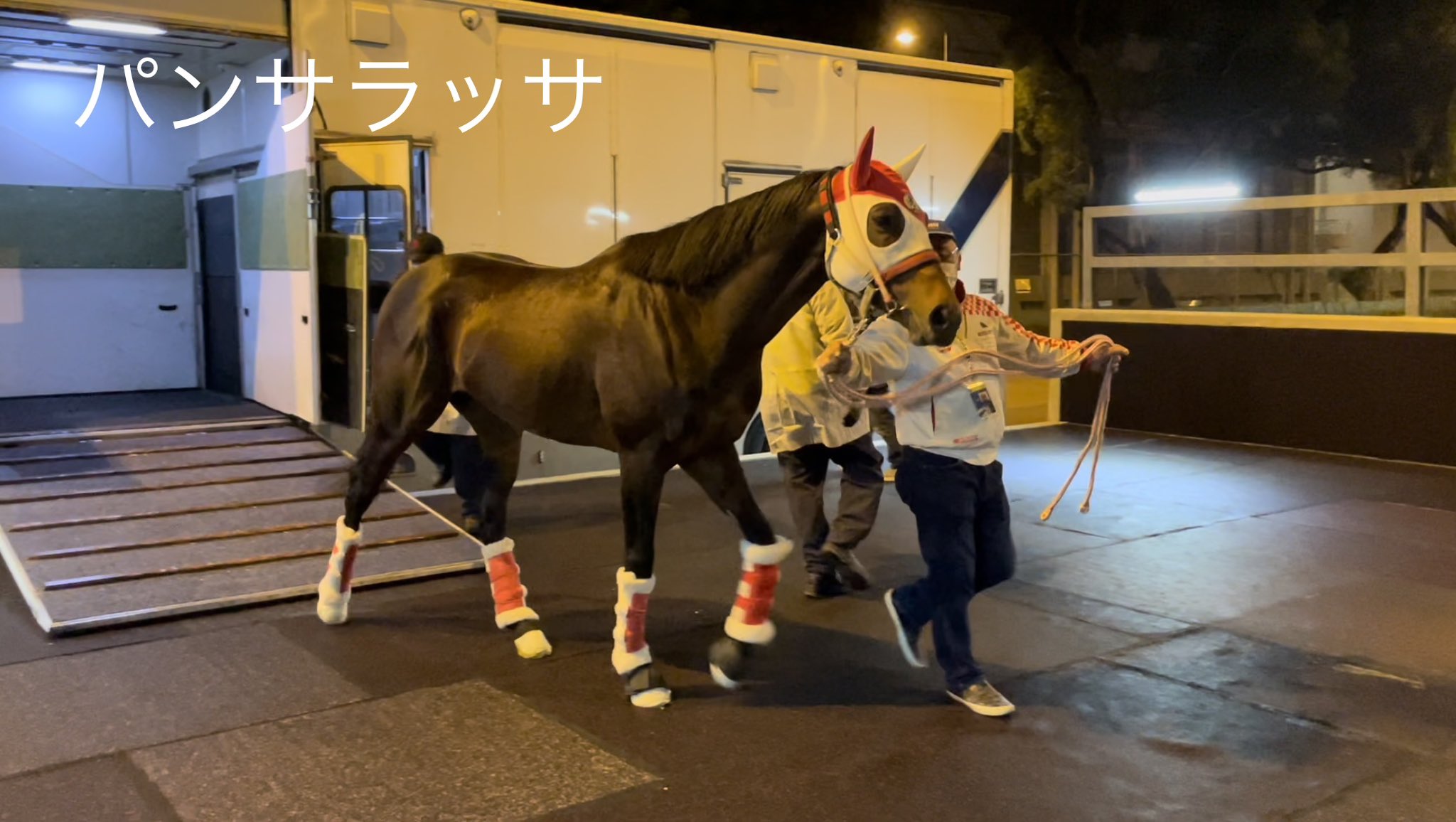 JRA World Racing on Twitter: "こちらの4頭の様子もお届けします‼️ https://t.co/wHcNAjfr6U" / Twitter