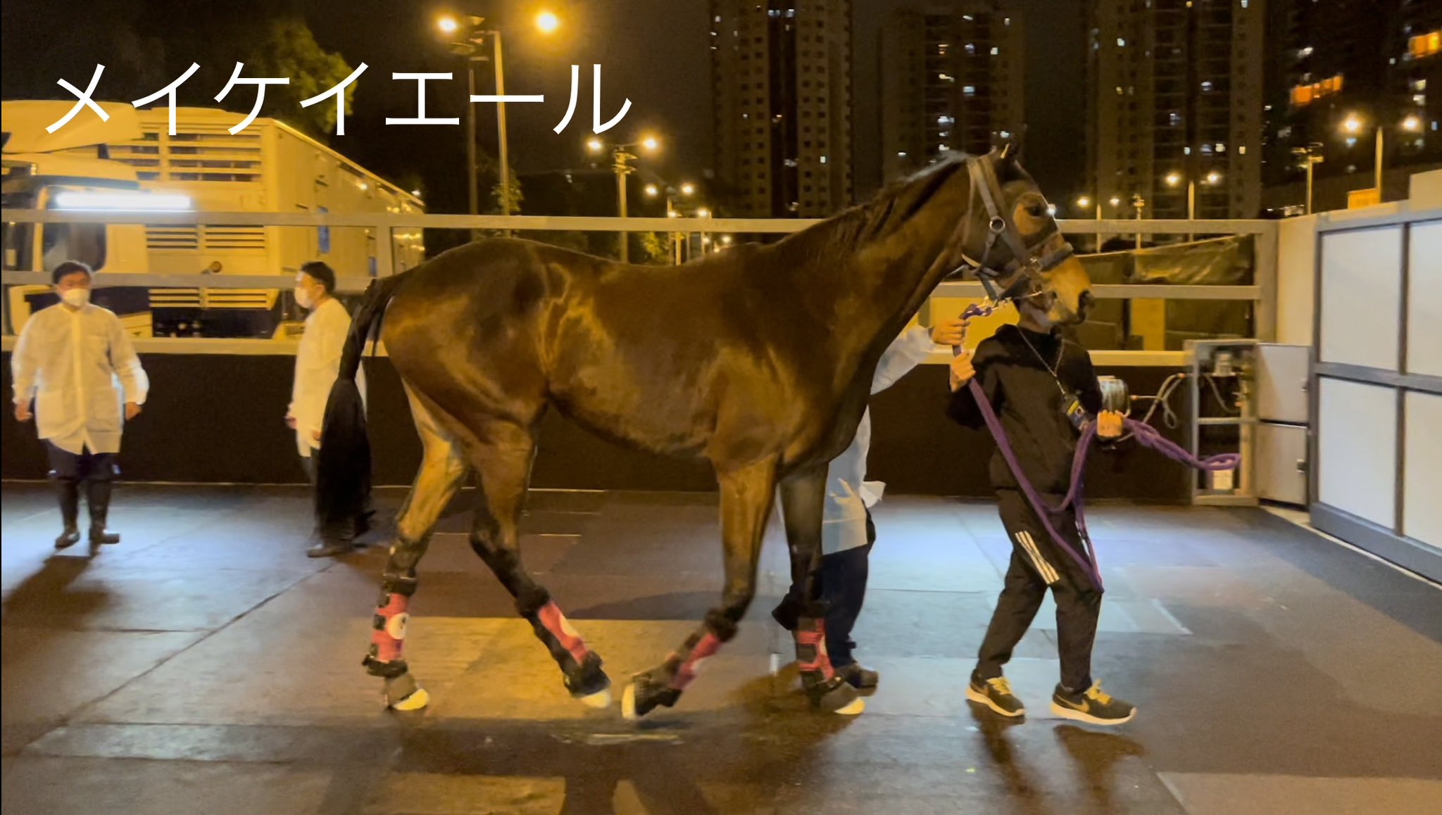 JRA World Racing on Twitter: "こちらの4頭の様子もお届けします‼️ https://t.co/wHcNAjfr6U" / Twitter