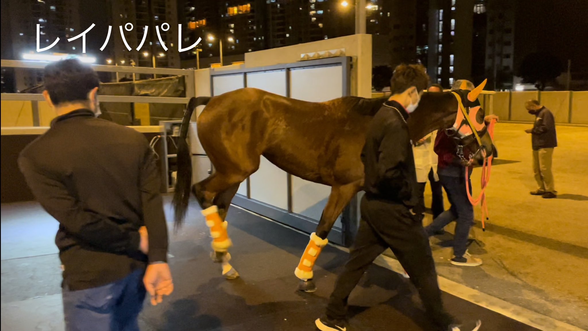 JRA World Racing on Twitter: "こちらの4頭の様子もお届けします‼️ https://t.co/wHcNAjfr6U" / Twitter