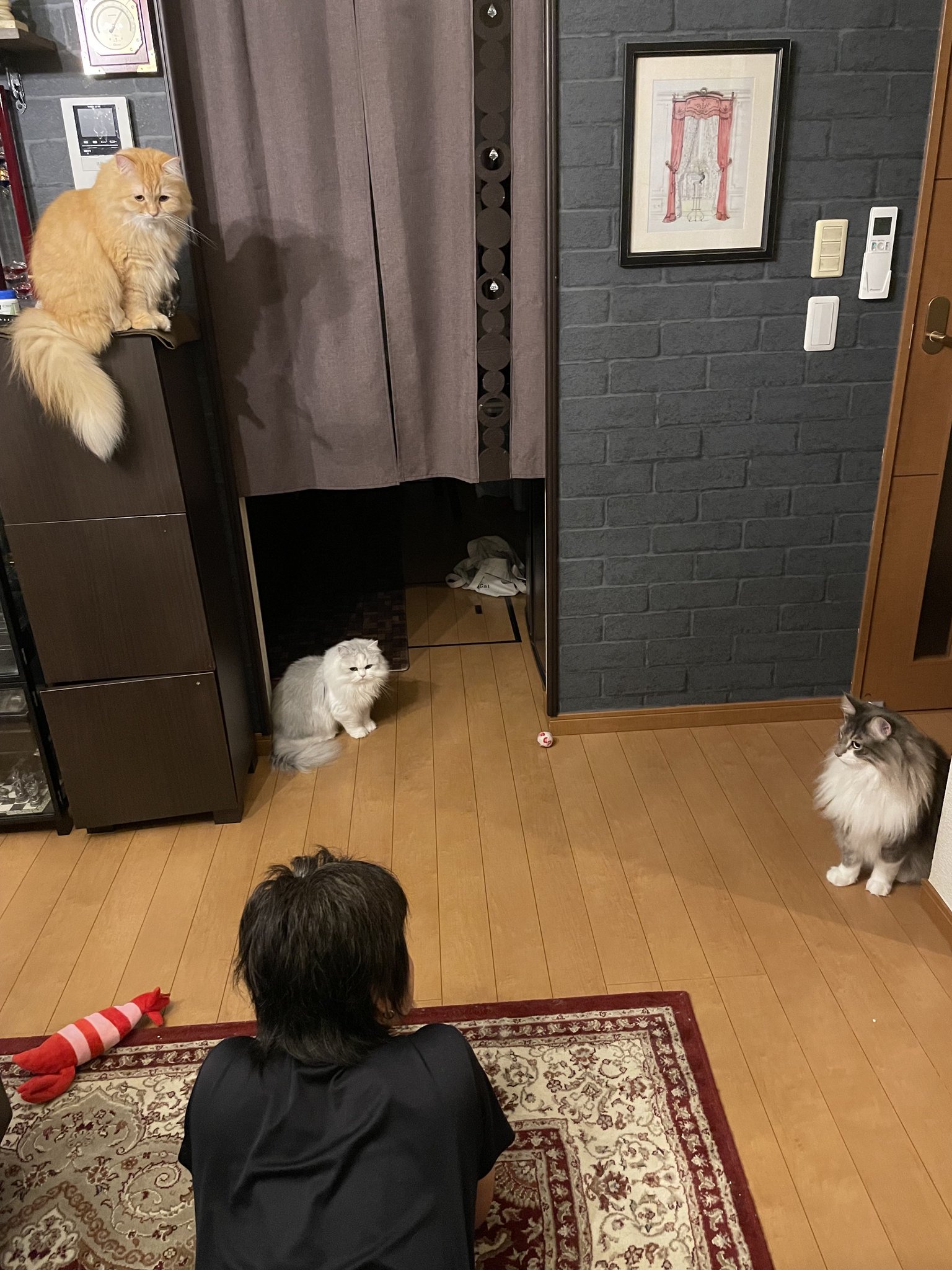 ネコランド on Twitter: "『誰かぁ！！仕事で疲れた私に猫吸いさせて下さぁぁぁい！！』と叫んでたら絶妙な距離感取られた図。 https://t.co/aZpMmWXwbO ...