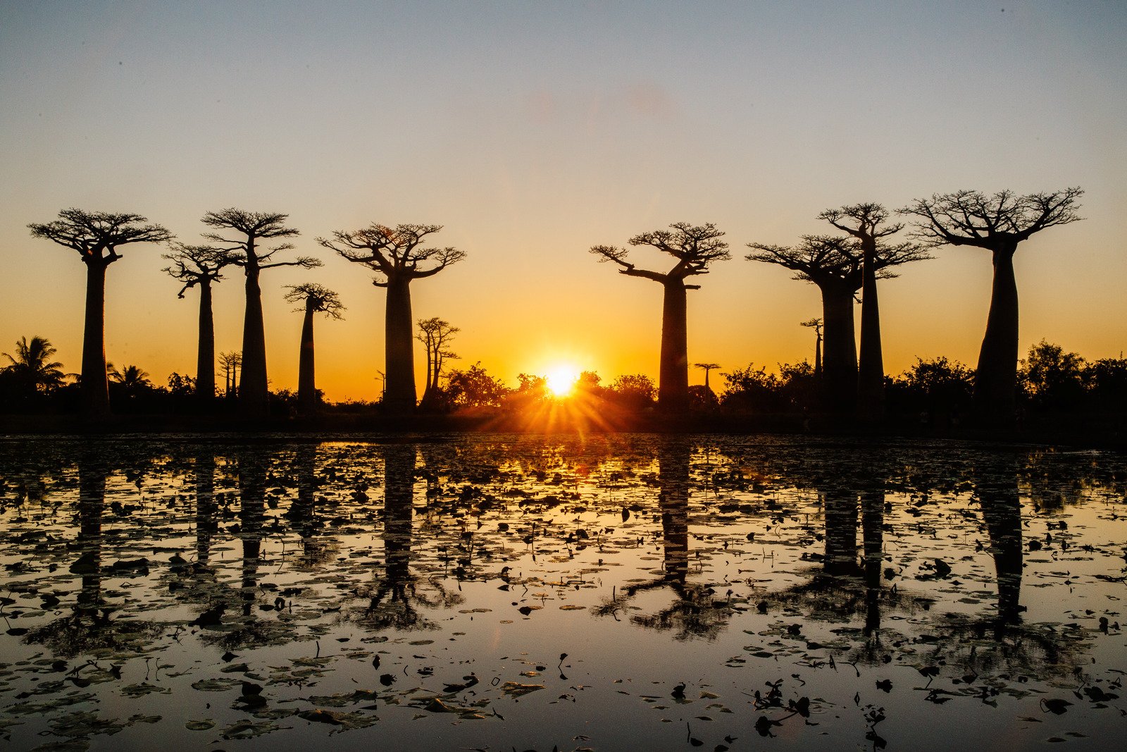 Defra UK on Twitter: "Madagascar is a hotspot for biodiversity, but ...