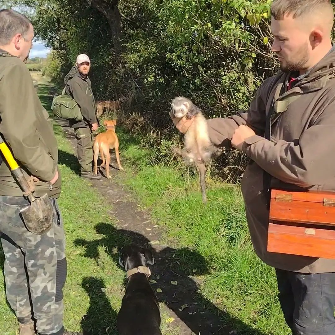 Staffordshire Hunt Saboteurs on Twitter: "One of us sabbed these "ferreters". Caught red-handed ...