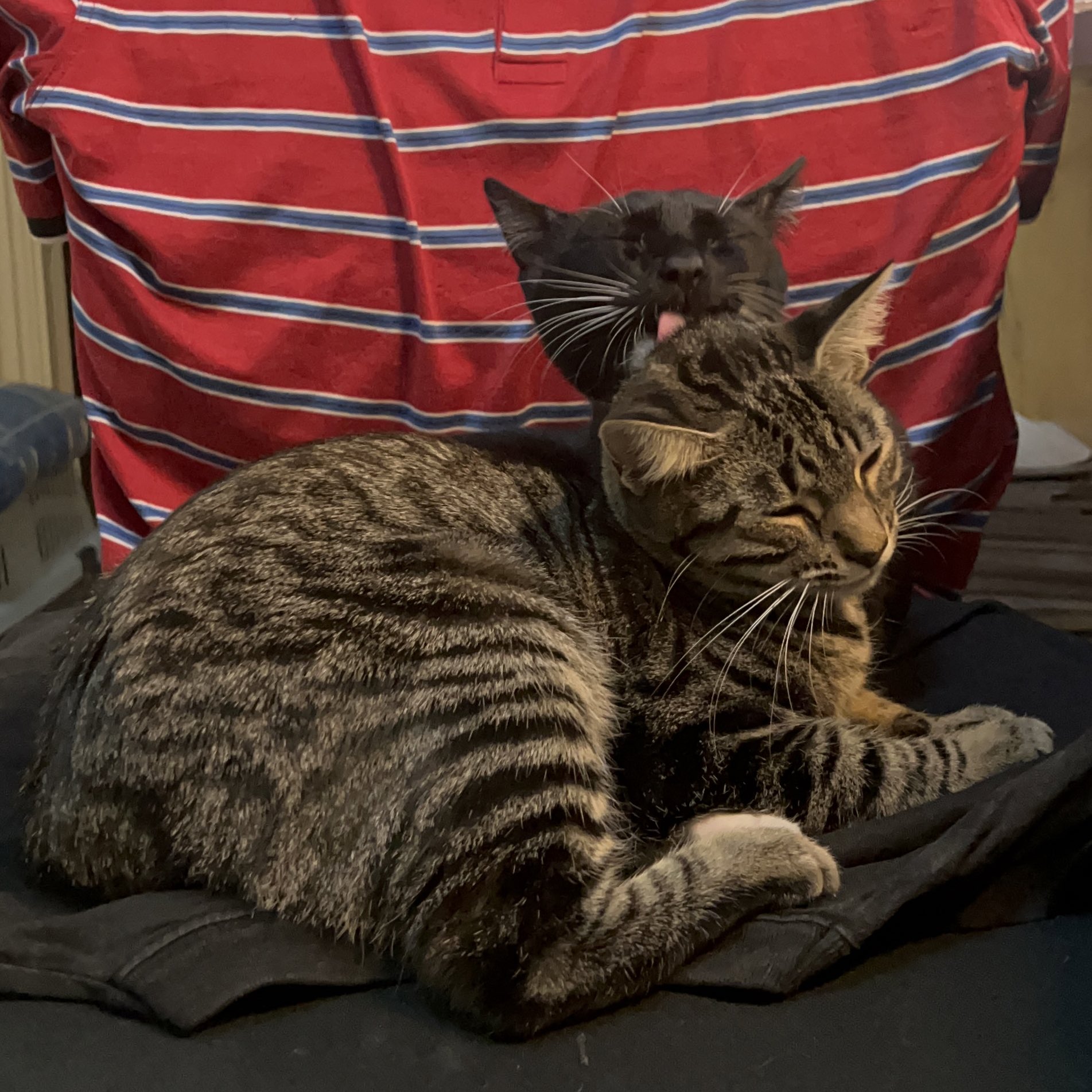 ふーやん（木村友胡, Tomoko Kimura) on Twitter: "我が家はニュース速報でサッカーの結果を知るなど。 サッカーにまるで興味のない🇪🇸🇯🇵カップルと子猫たちは平常運転 ...