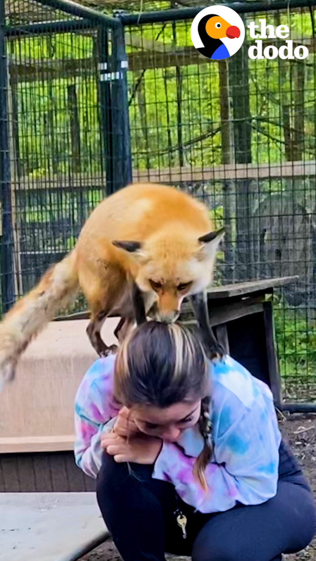 The Dodo on Twitter: "Rescued fox wanted nothing to do with other foxes until she met a baby fox ...