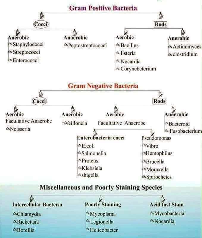 Gram Staining Identification Chart Sexiz Pix