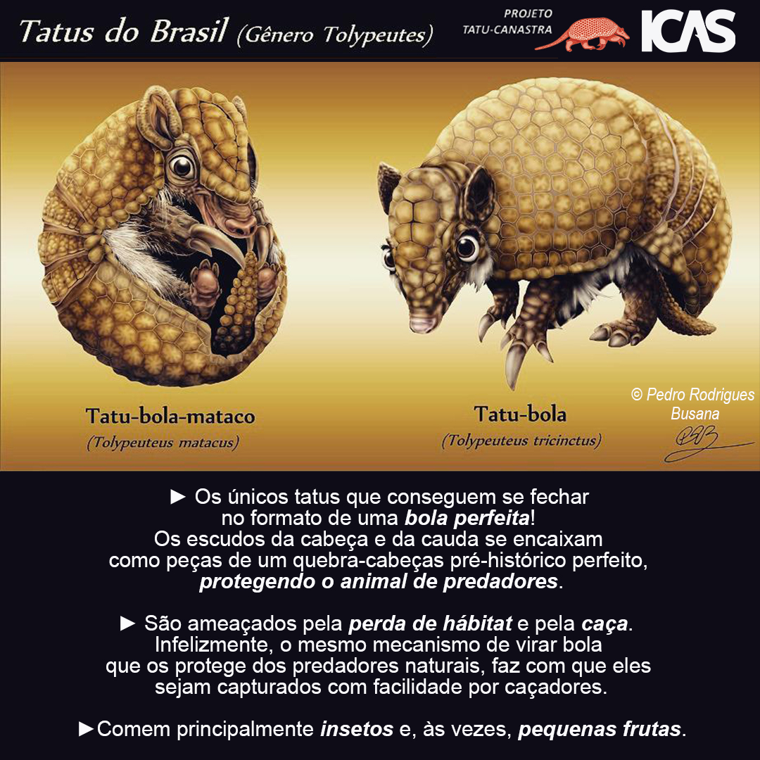 Tatu Bola Inseto