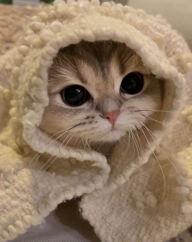 cat with confusing auras. on Twitter: cat with confusing auras. on Twitter: