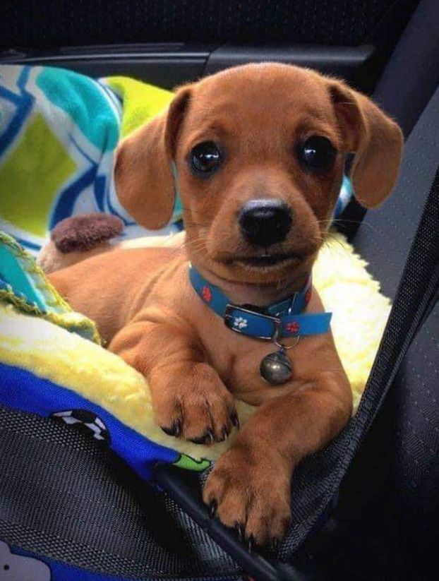 Tweets Of Dogs On Twitter I Was Adopted Today Wish Me The Best In A