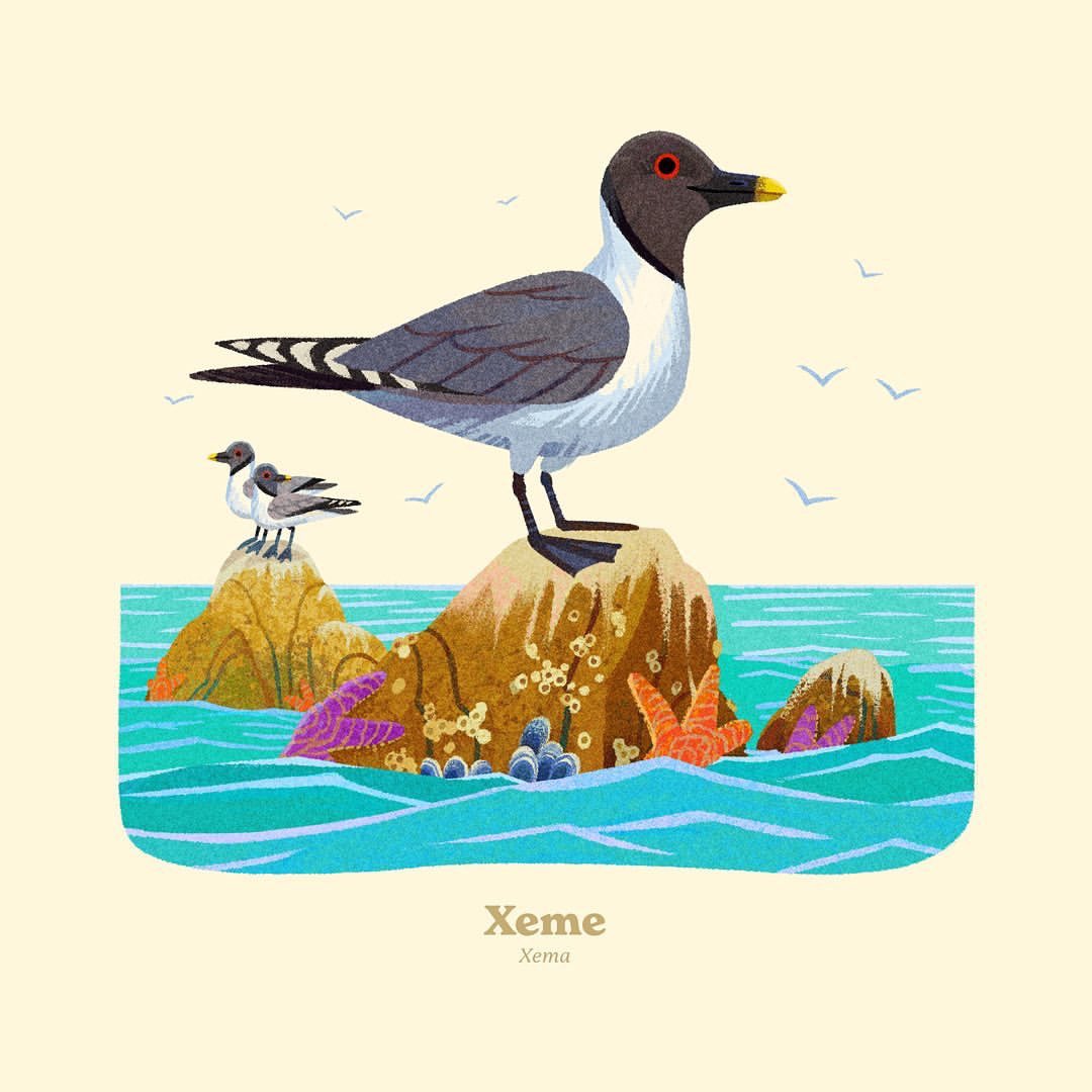 「Xeme! Aka Sabine's gull. This Wildlife A」|Kim Smithのイラスト