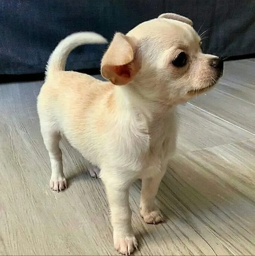 Chi Chi Crew Shop on Twitter: "The bent ears 😍 #chihuahua #puppy https://t.co/EInDXFRCRl https ...