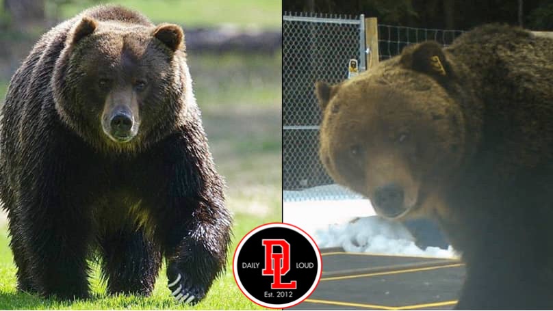 Blasty on Twitter: "RT @DailyLoud: The World's toughest bear 'The Boss' survived being hit by ...