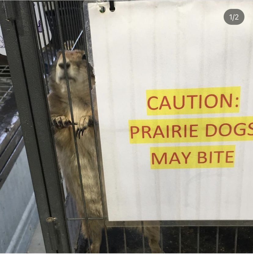 COMMS OPEN☣️Radioactive Gremlin☢️ on Twitter: COMMS OPEN☣️Radioactive Gremlin☢️ on Twitter: