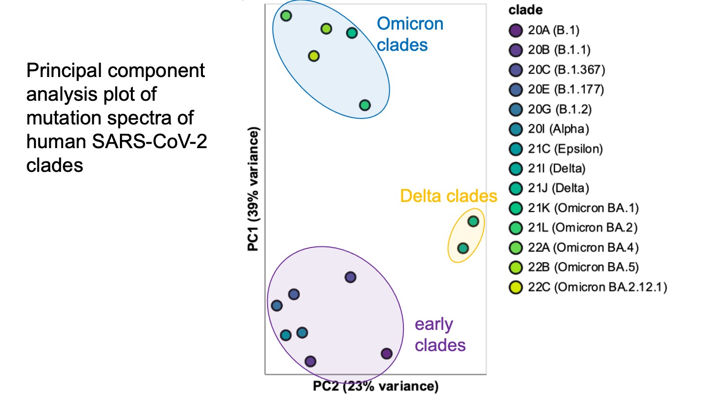 Bloom Lab on Twitter: "In new study, we examine evolution of #SARSCoV2 mutation spectrum. https ...