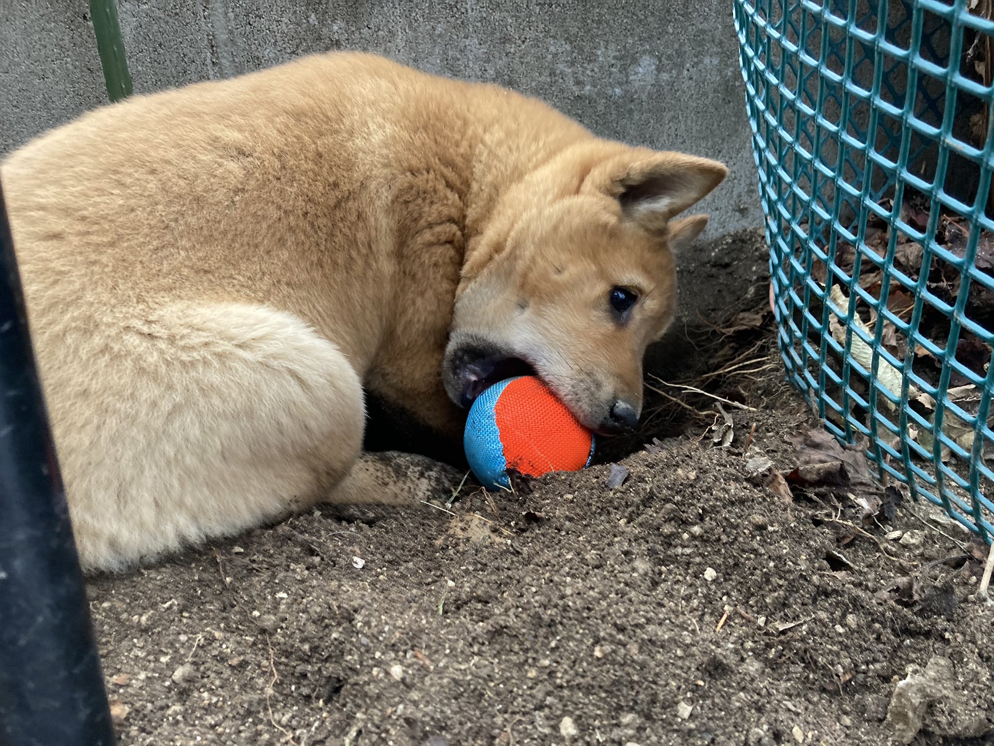 山陰柴犬^ᴥ^もなか (@sanin_48_monaka) / Twitter