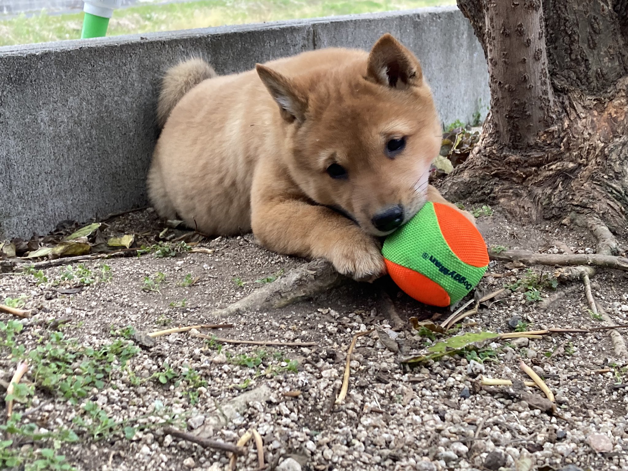 山陰柴犬^ᴥ^もなか (@sanin_48_monaka) / Twitter