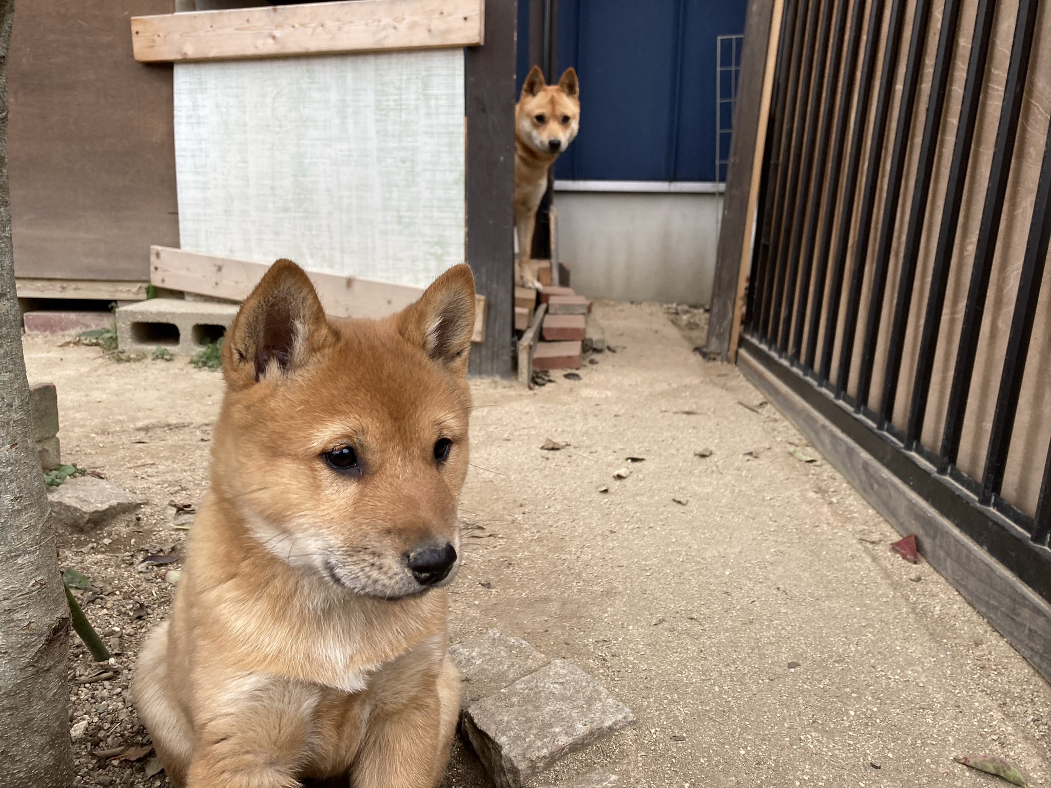 山陰柴犬^ᴥ^もなか (@sanin_48_monaka) / Twitter