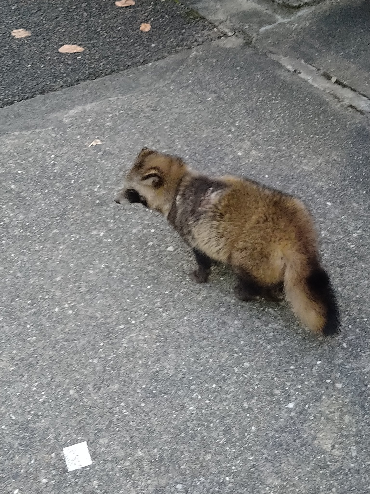 shirako🥚 on Twitter: "猫かと思ったら…んんんんん？😳 たぬきぃー？ 名古屋市内ぞ？そこそこ交通量の多い道沿いだよ？どこから来たん？ https://t.co ...