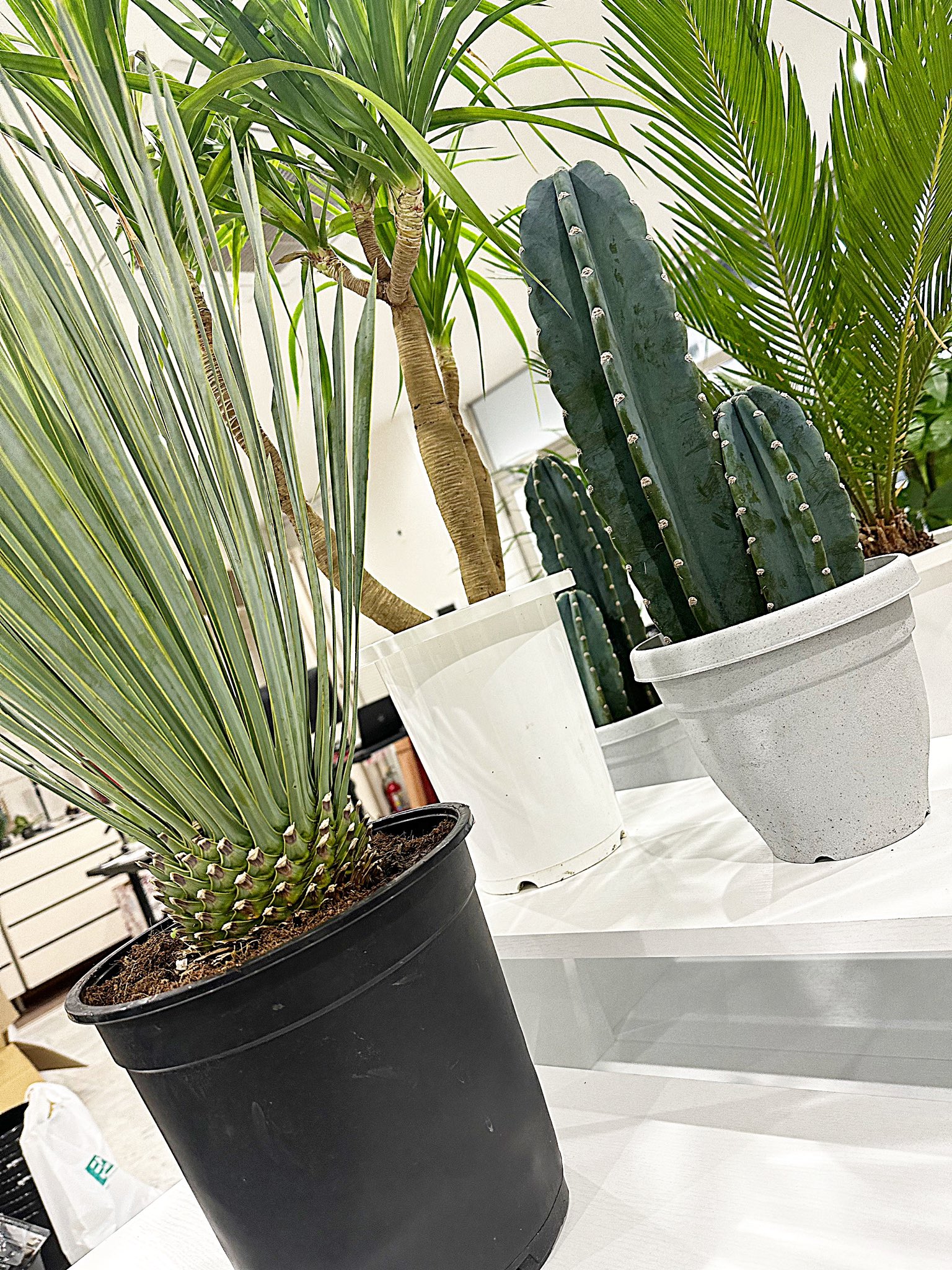 NANOHA Plants & Flower (@NANOHA_PLANTS) / Twitter