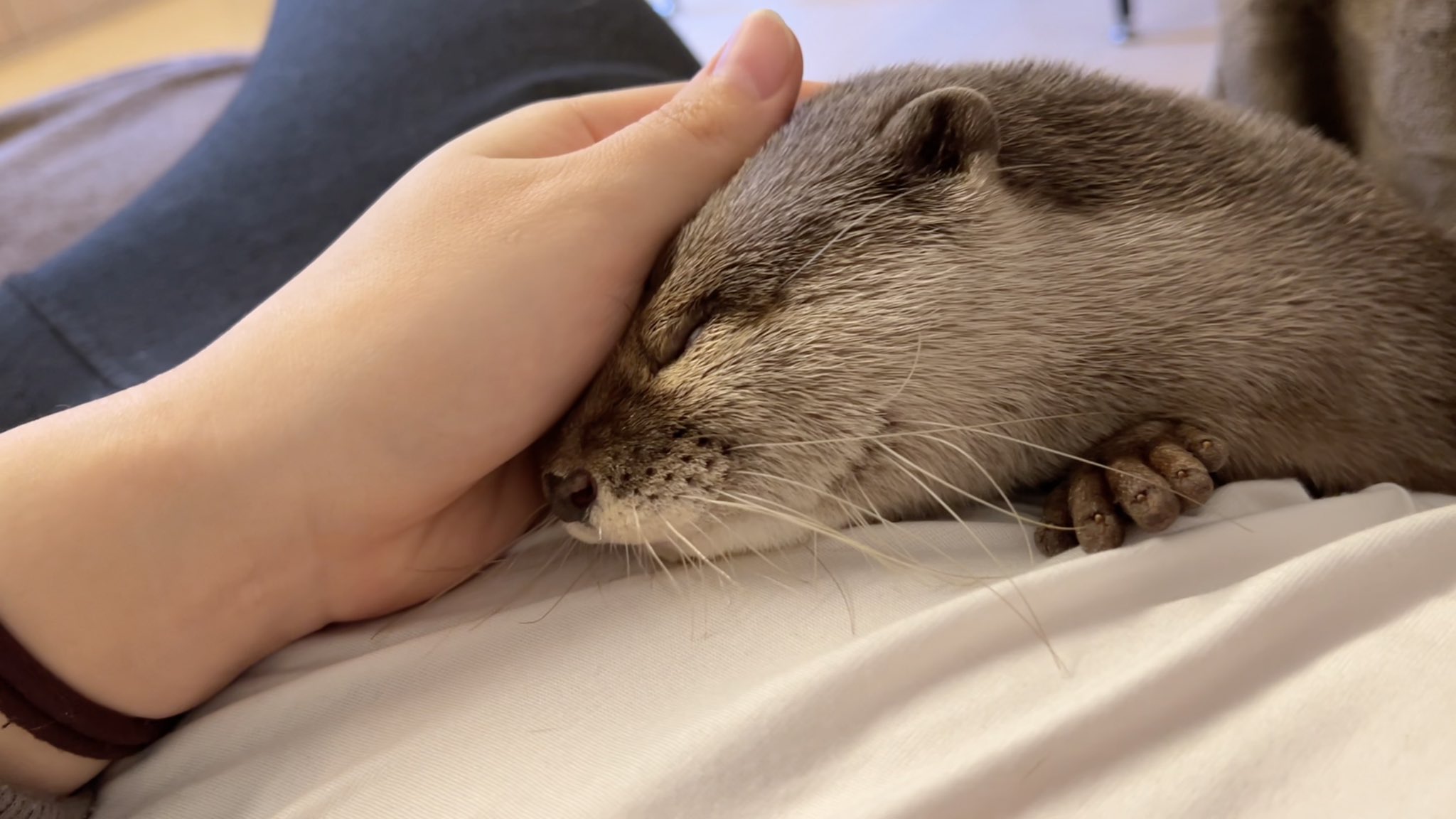 カワウソさくら (@kawauso_sakura) / Twitter