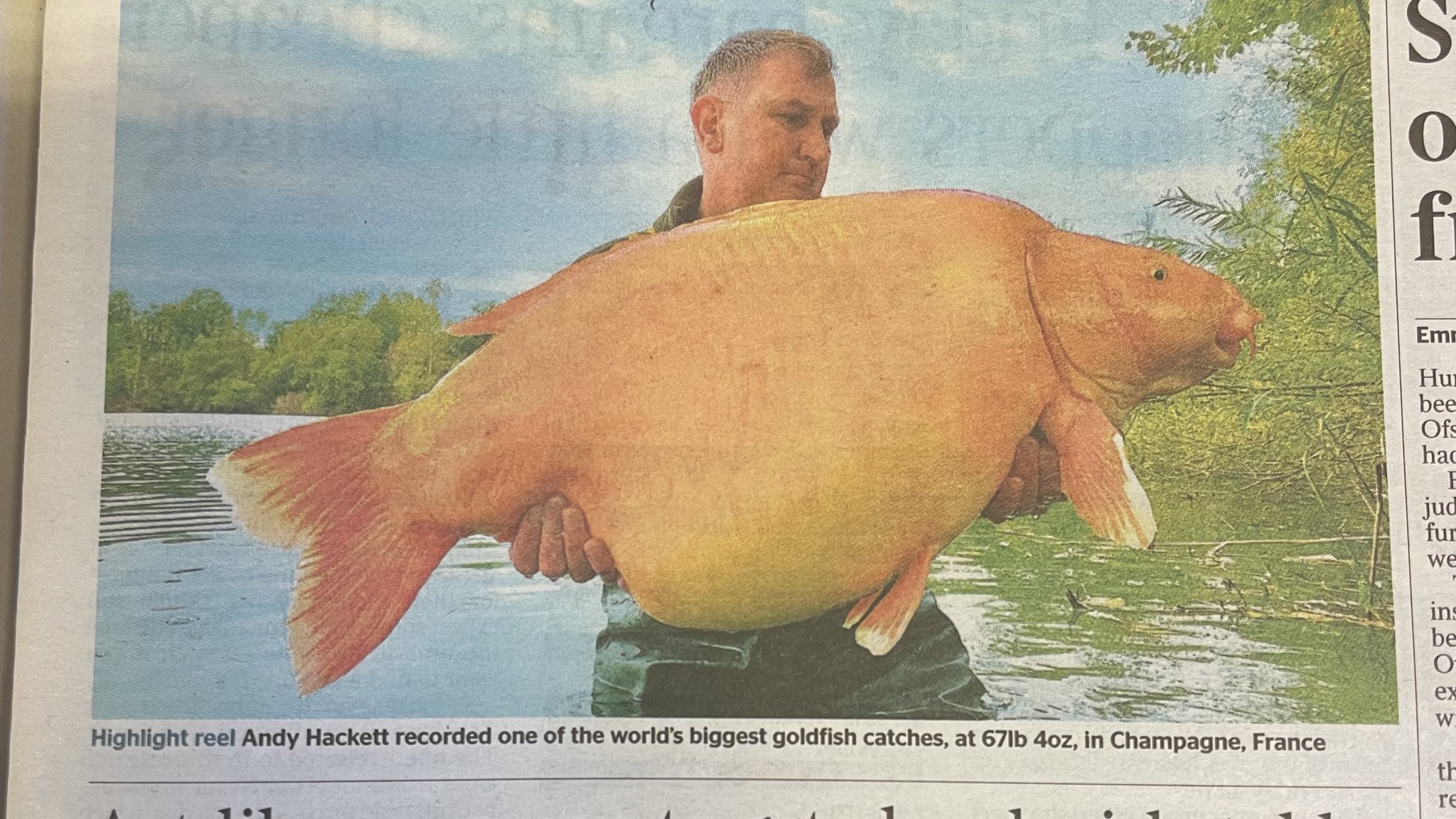 Biggest Goldfish In The World Chloe Chaplain On X: "BREAKING: Here Is
