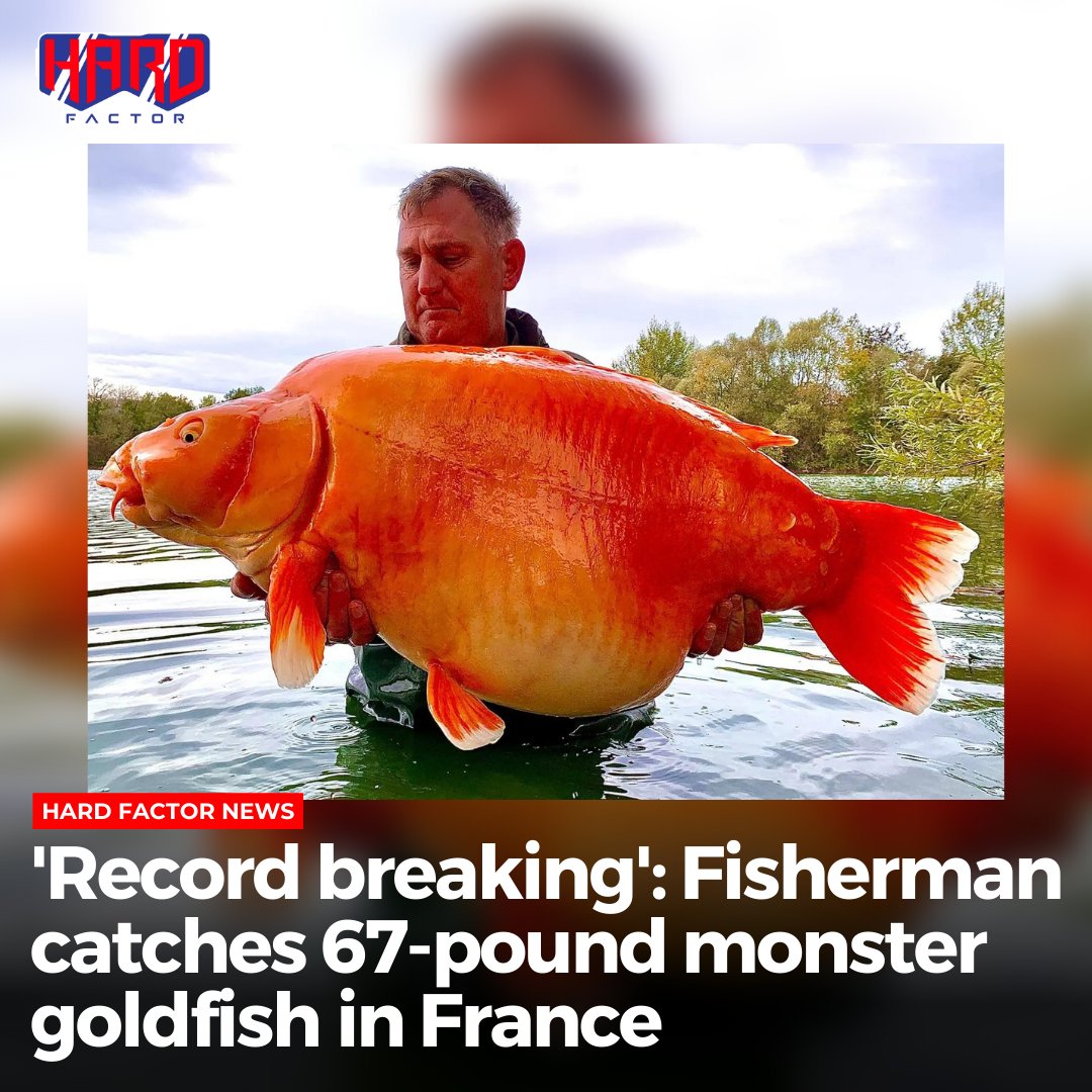 World Record Koi