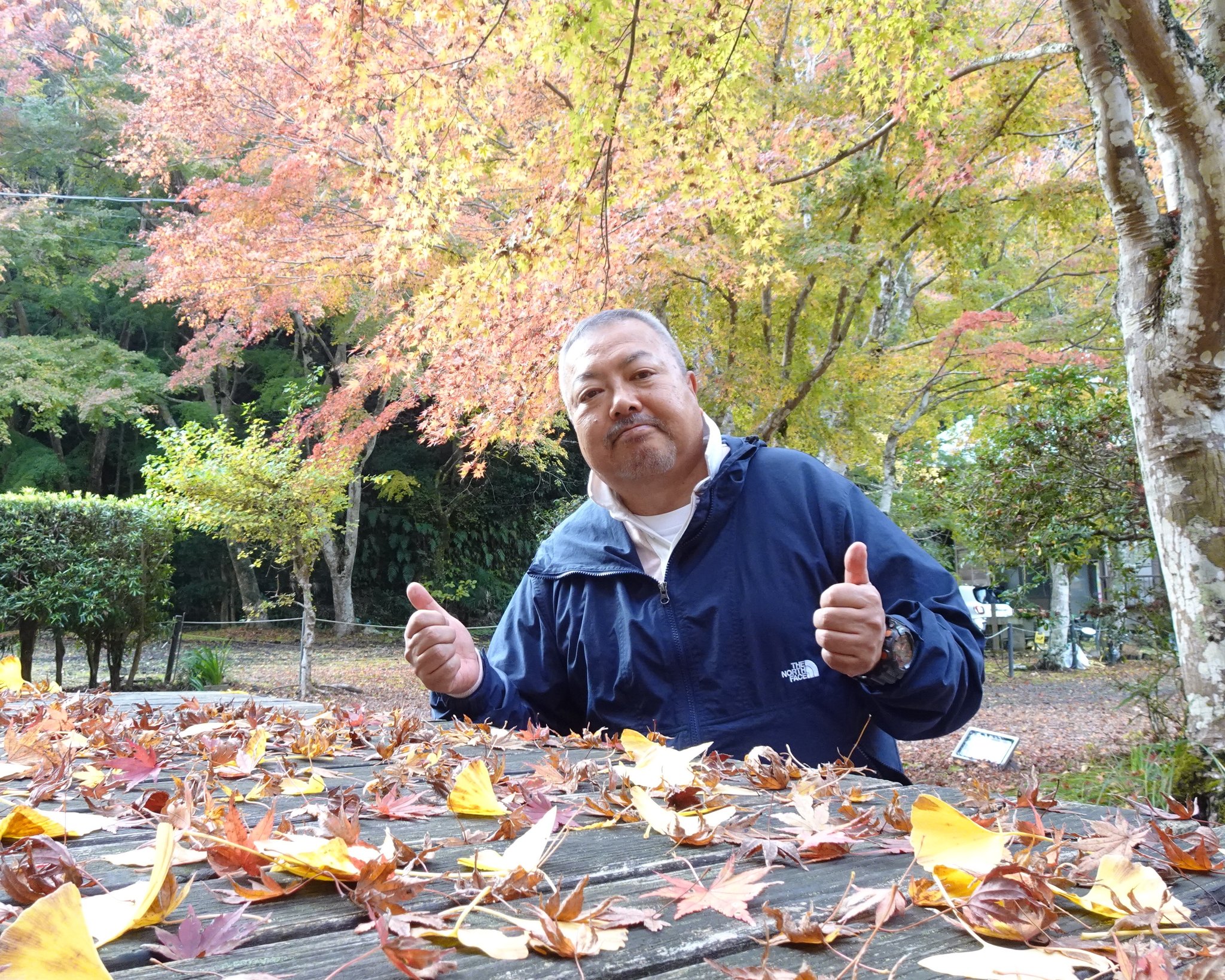 YUSUKE（ユウスケ） on Twitter: "住まい近くの紅葉🍁 まだ黄色が目立ちます https://t.co/yZMawqv52l" / Twitter