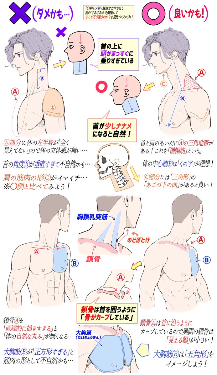 吉村拓也【イラスト講座】 on Twitter: "RT @hanari0716: 【男の上半身と首まわりの筋肉の描き方】 「ダメかも 」と「良いかも⭕️」 全ページはここで公開中‼️👇 ...