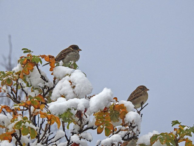The little house sparrows on the rose trees after the snow last night ...