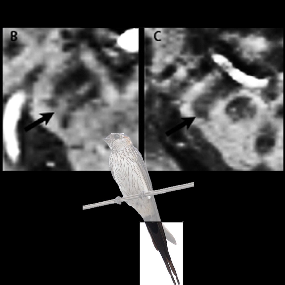 Fantastic animals in the brain!!! “From the tiny tadpole, to the giant ...