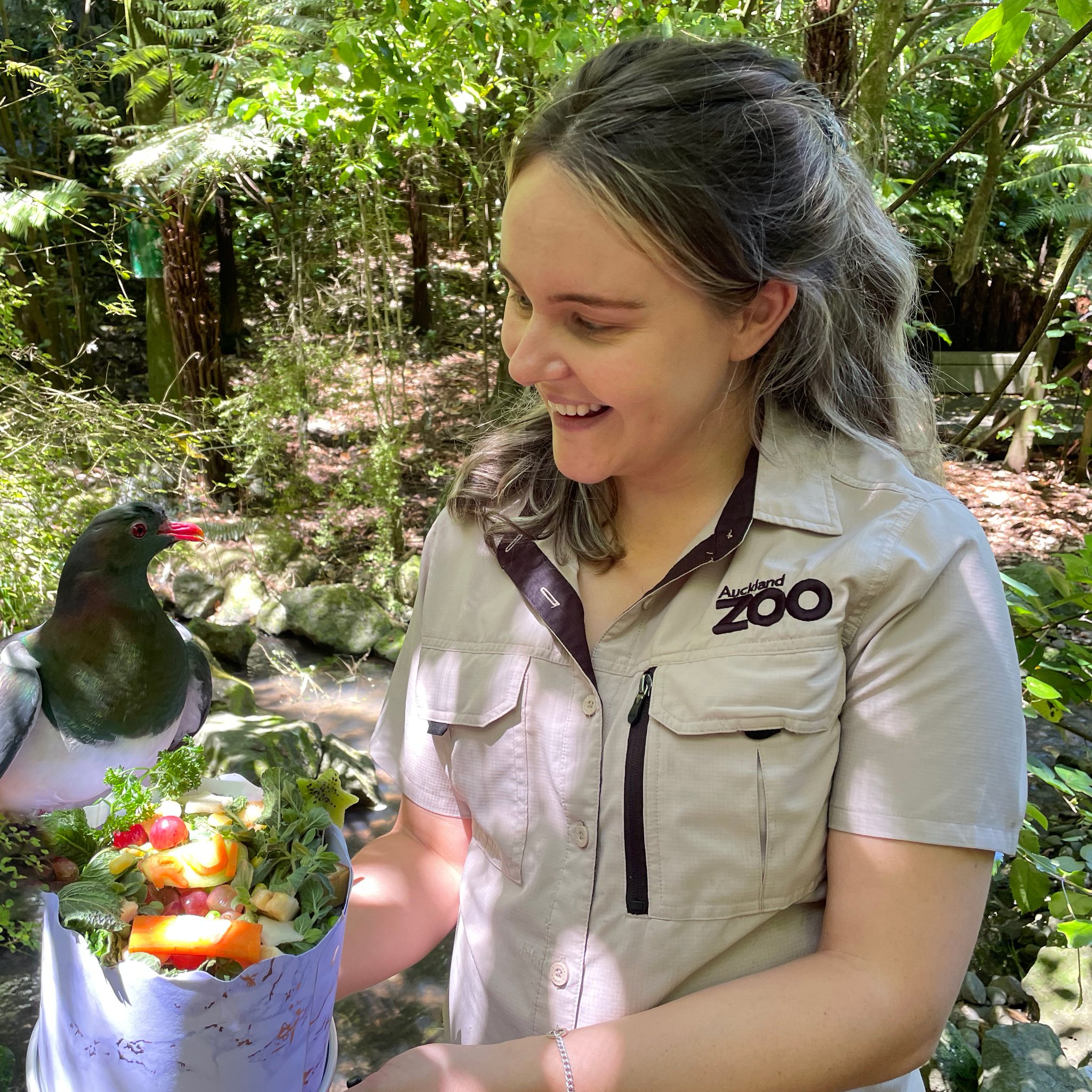 Auckland Zoo on Twitter: "Happy 21st Birthday kererū Rui! To celebrate this amazing milestone ...