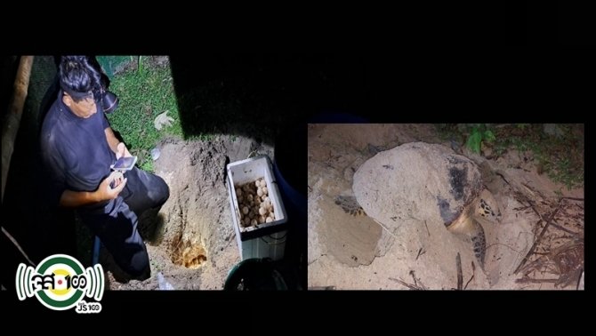 JS100 on Twitter: "แม่มา! อุทยานแห่งชาติอ่าวสยาม ประจวบฯ ดูแลตลอด 24 ชม.'แม่ศรีสุดา' แม่เต่ากระ ...