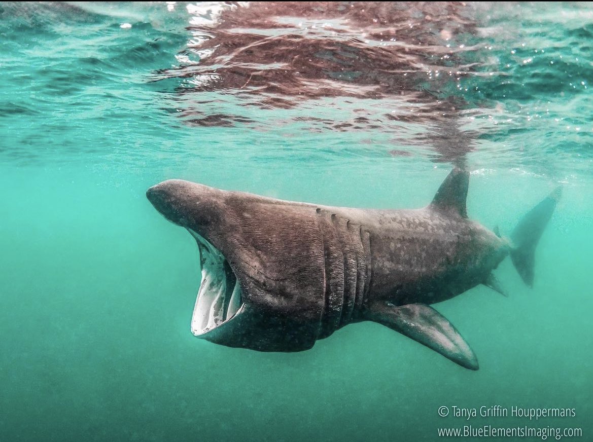silly little sea creature otd on Twitter: "today’s silly little sea creature is the basking shark
