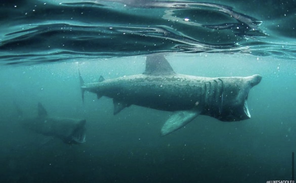 silly little sea creature otd on Twitter: "today’s silly little sea creature is the basking shark