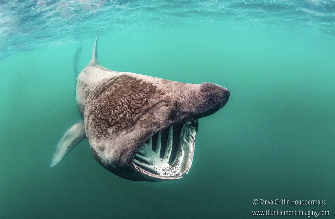 silly little sea creature otd on Twitter: "today’s silly little sea creature is the basking shark