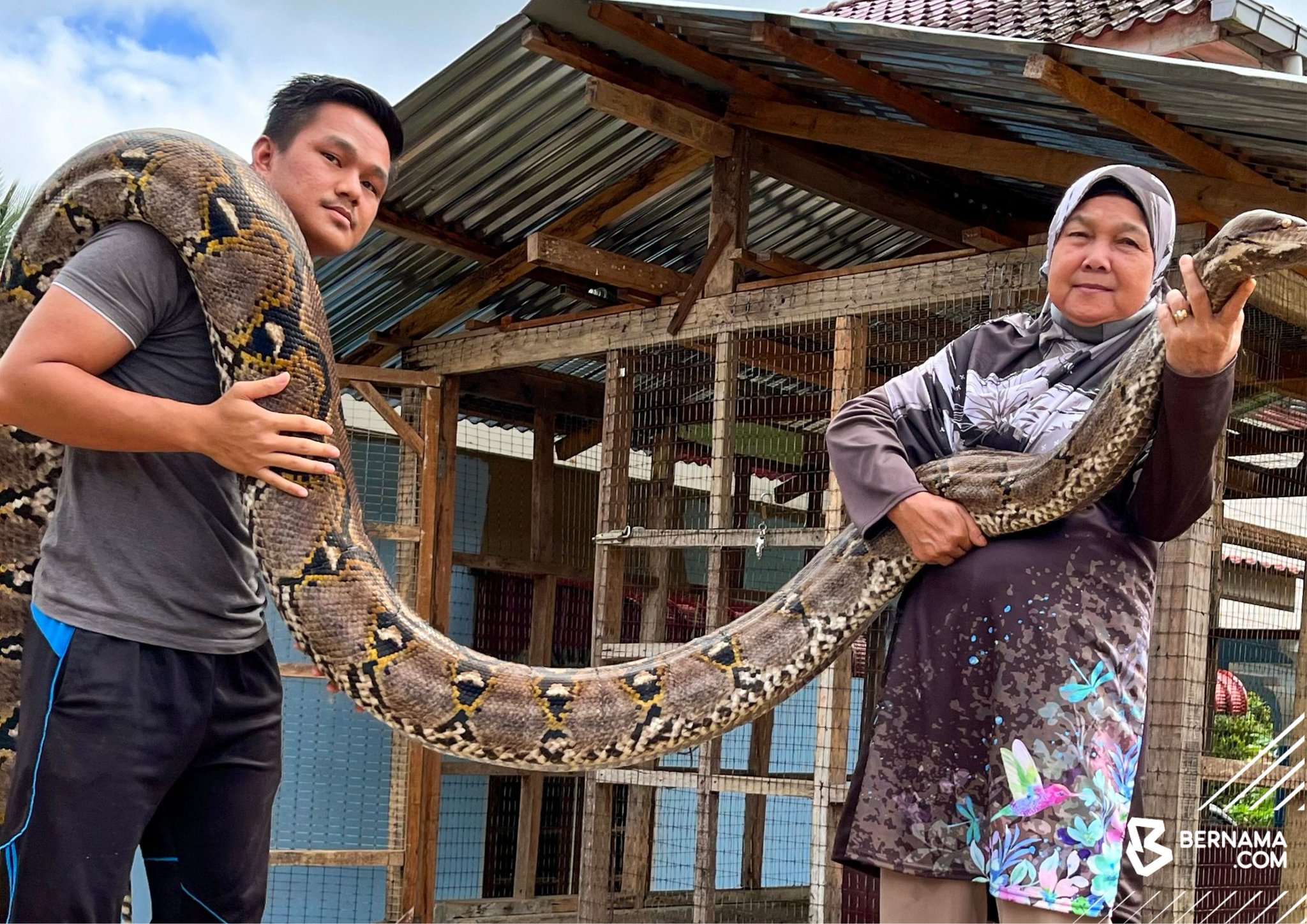 BERNAMA on Twitter: "Ular sawa jadi binatang peliharaan... #Kelantan Halimah Abdullah, 67 ...