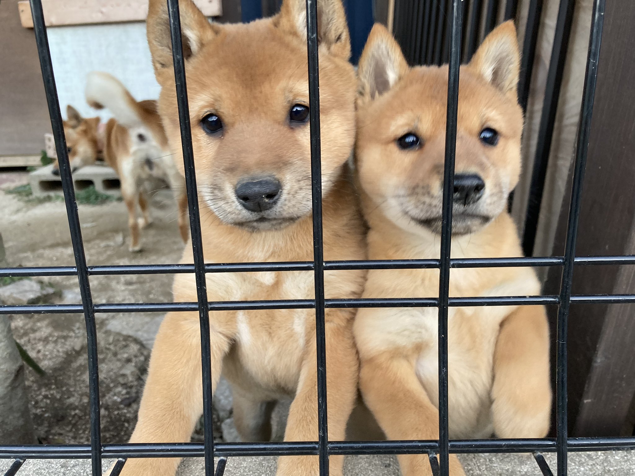 山陰柴犬^ᴥ^もなか (@sanin_48_monaka) / Twitter