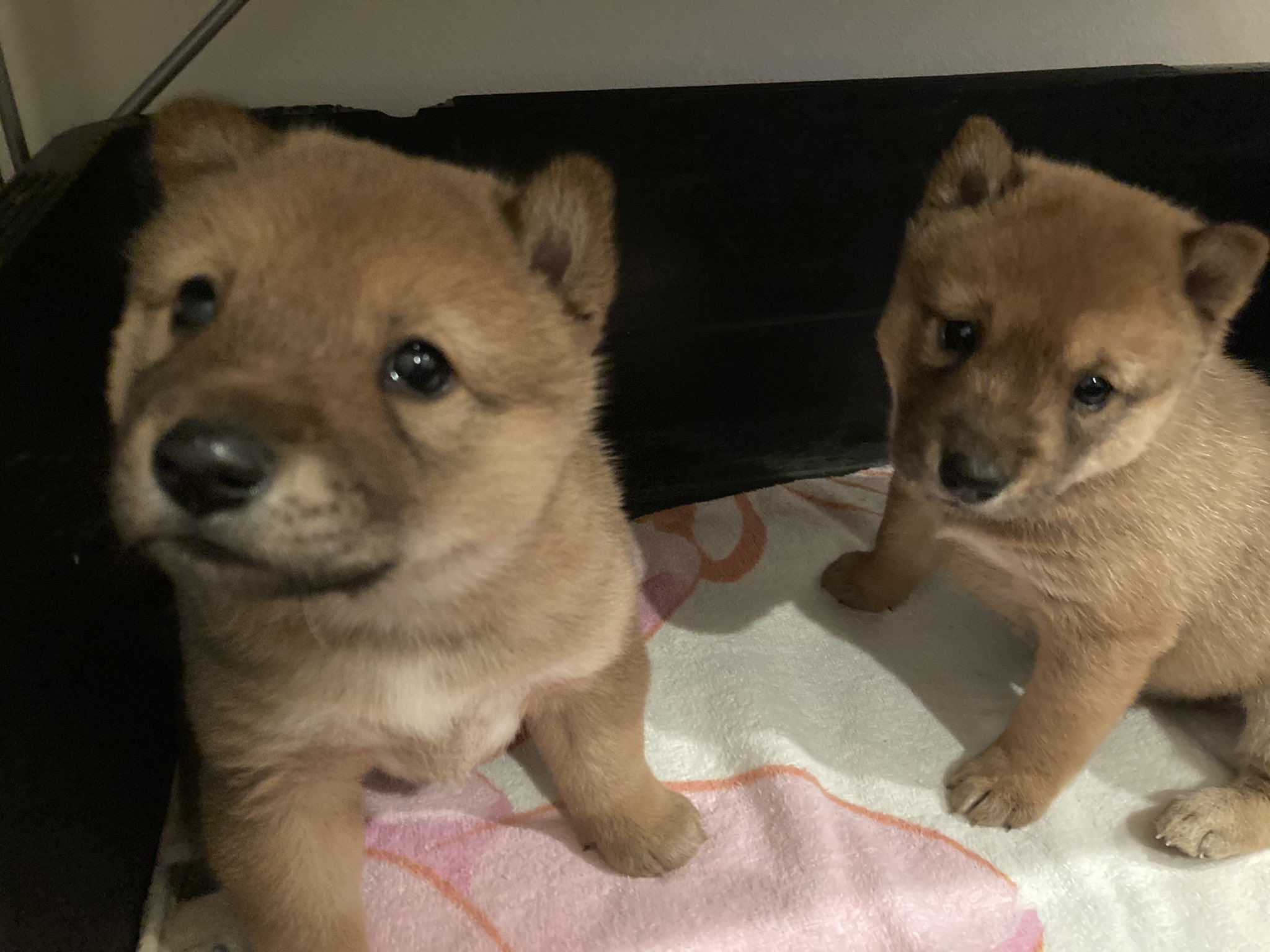 山陰柴犬^ᴥ^もなか (@sanin_48_monaka) / Twitter