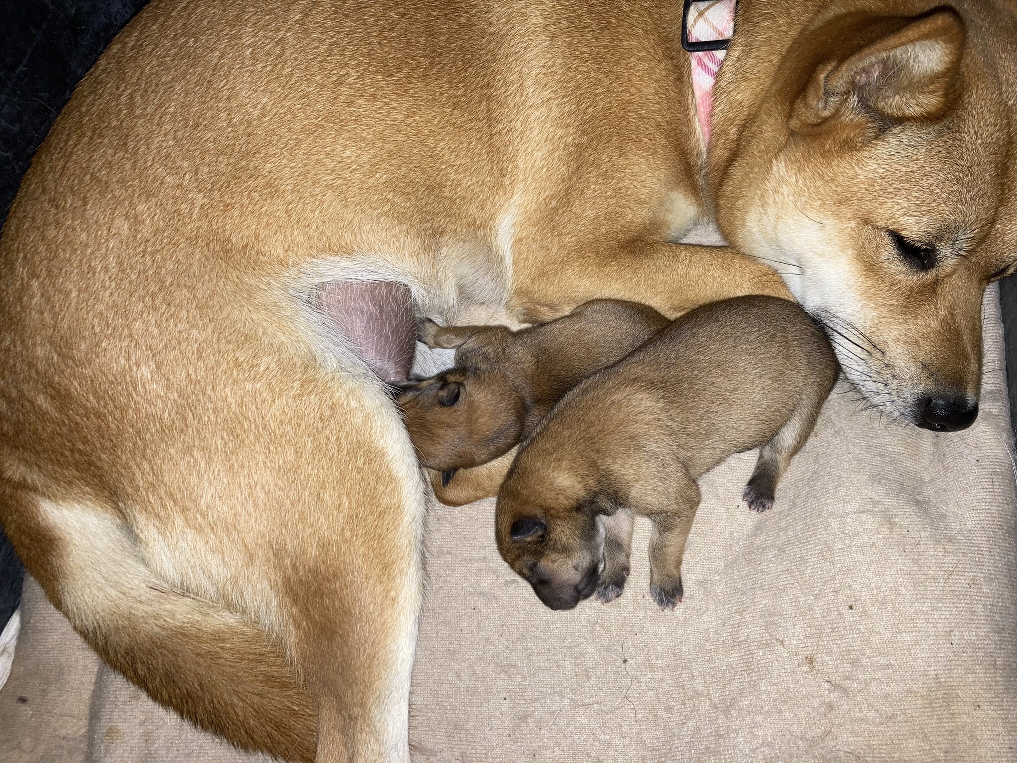 山陰柴犬^ᴥ^もなか (@sanin_48_monaka) / Twitter