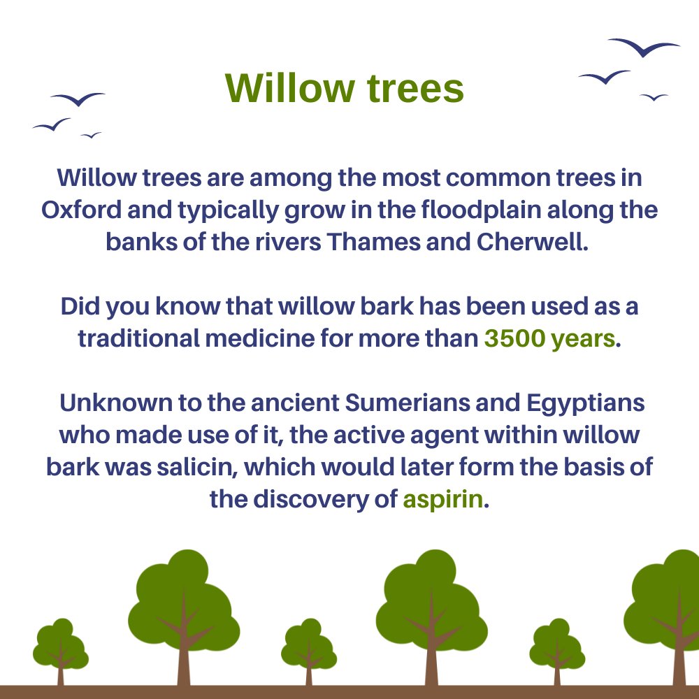 Willow Tree Bark Aspirin