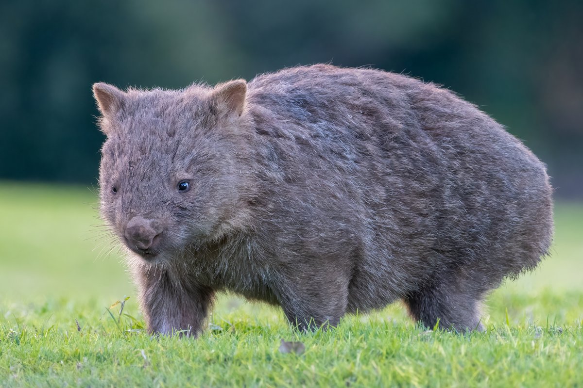 National Geographic España on Twitter: "Por ejemplo, el wombat común (Vombatus ursinus) suele ...