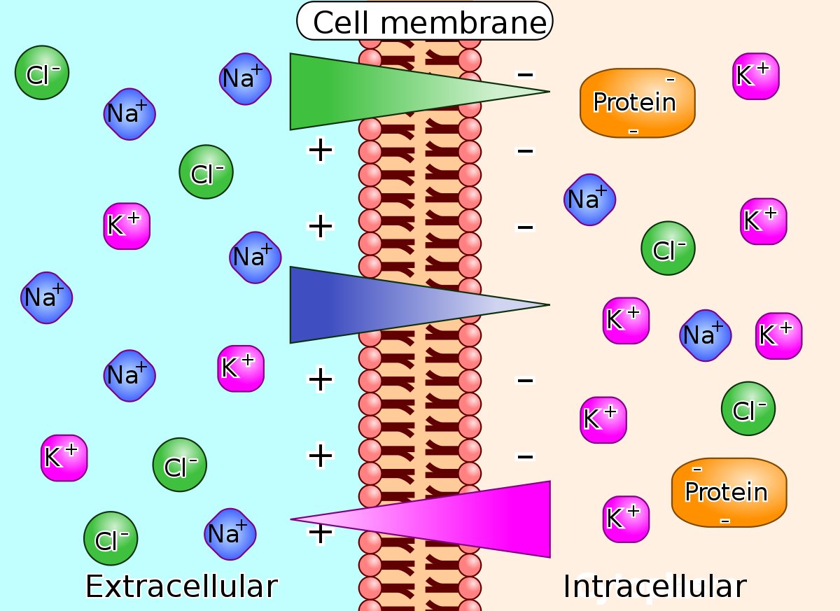 Cellular hydration. What is it and why is it so important? A thread on ...