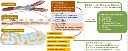 🥼Agingdoc1⭐MD, PhD 🔔 on Twitter: "New insights into vascular aging: Emerging role of ...