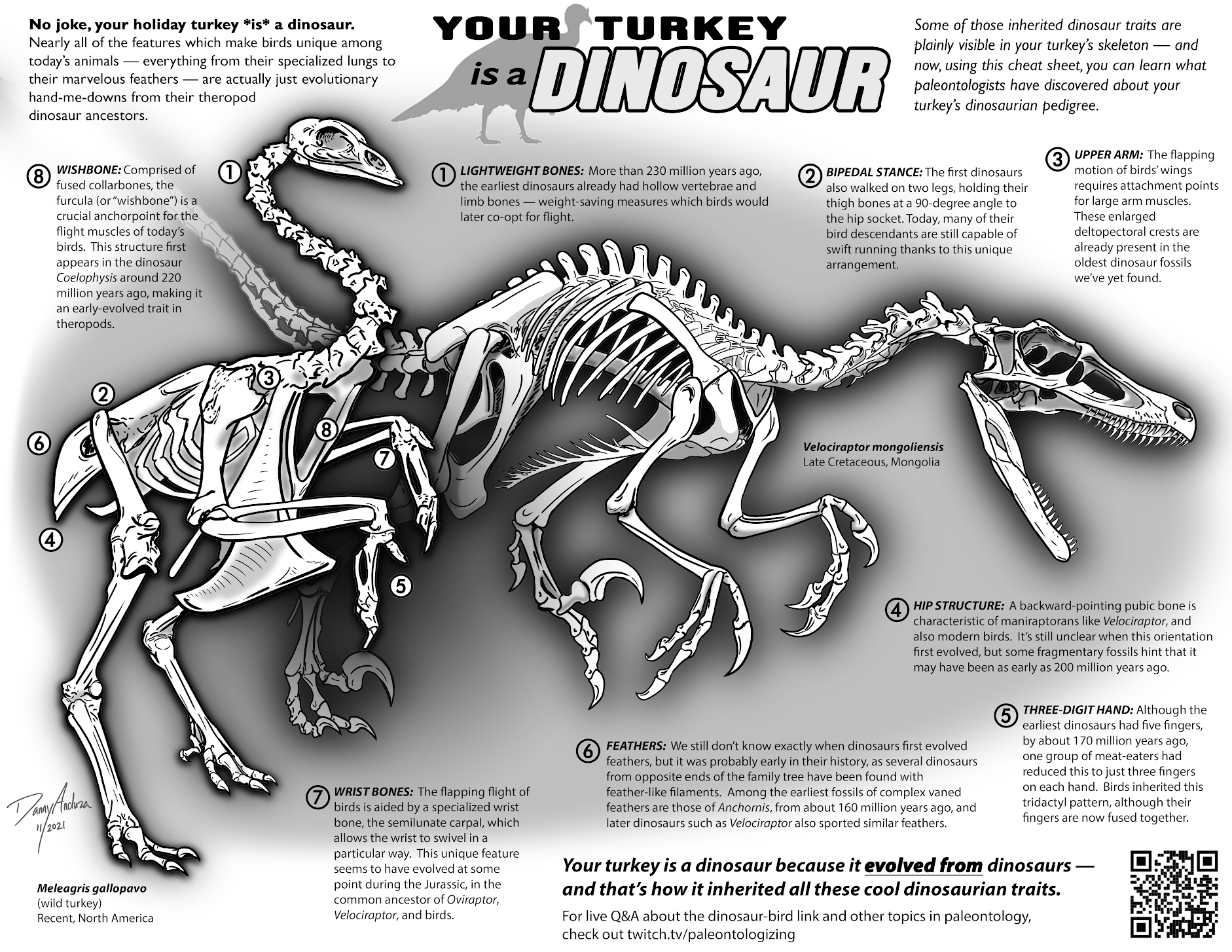 Velociraptor Skeleton Labeled